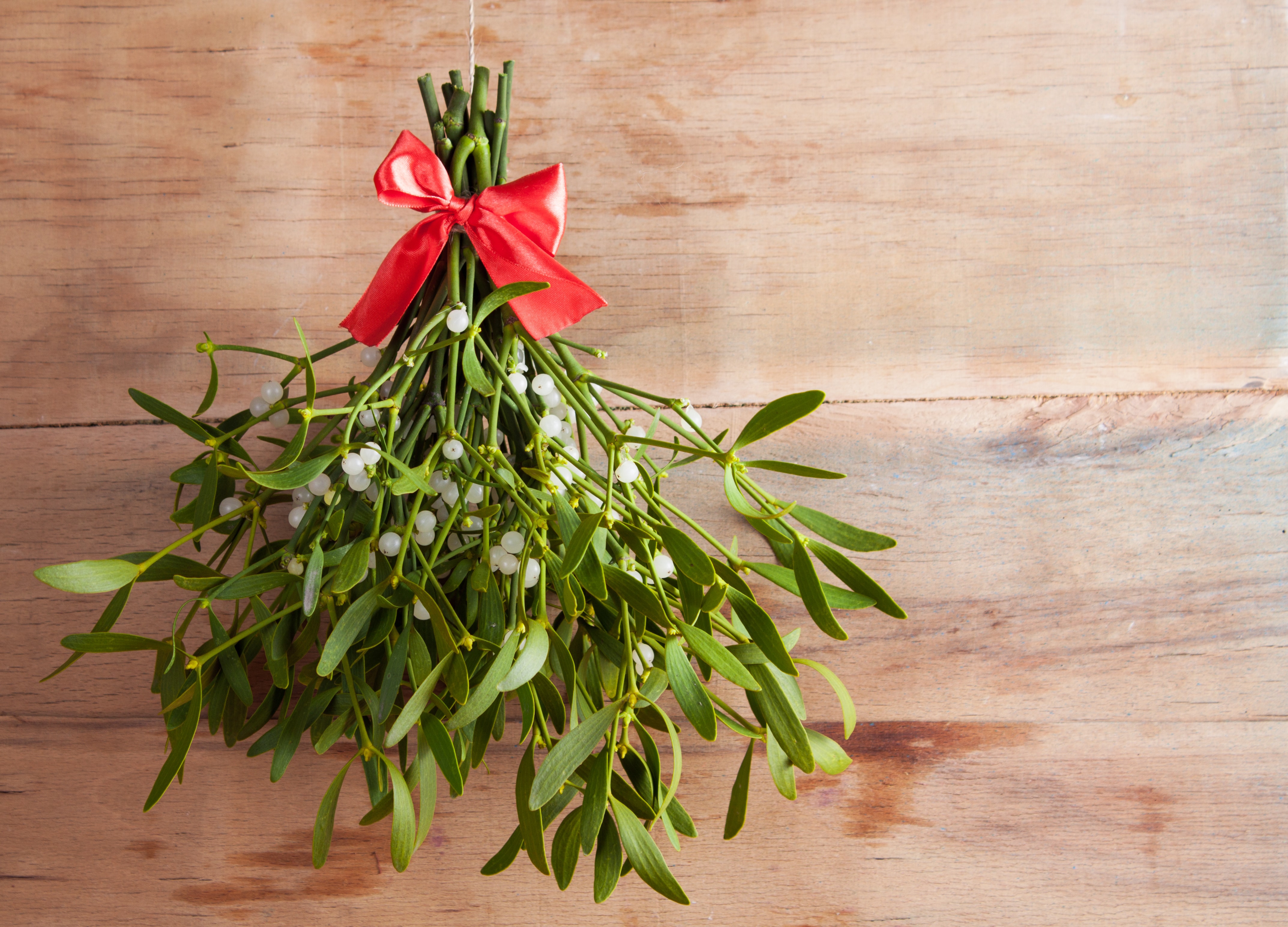 Your Mistletoe Moment: What’s It Mean To You? | Springfield, OH